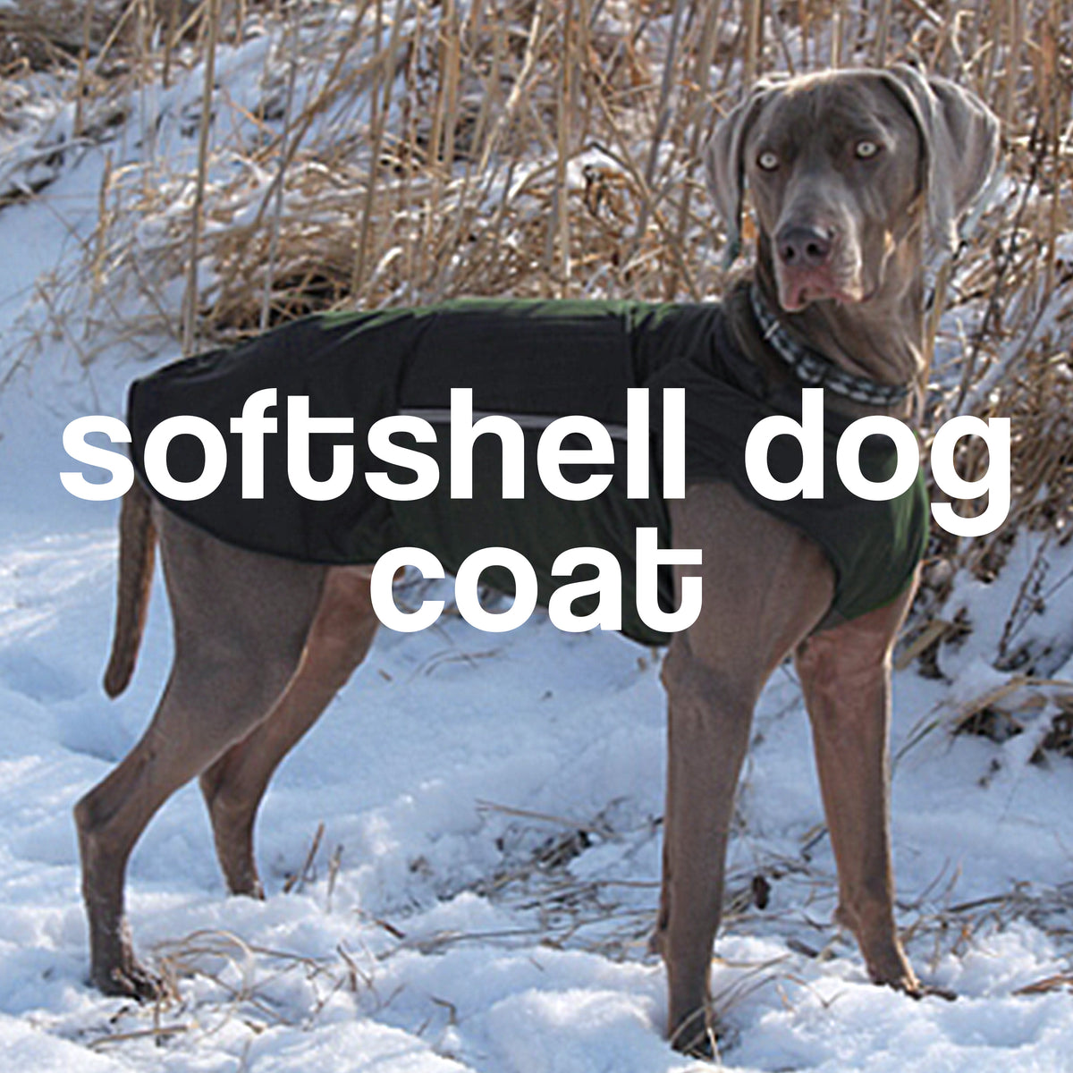Custom-made softshell dog coats – Pepper Petwear