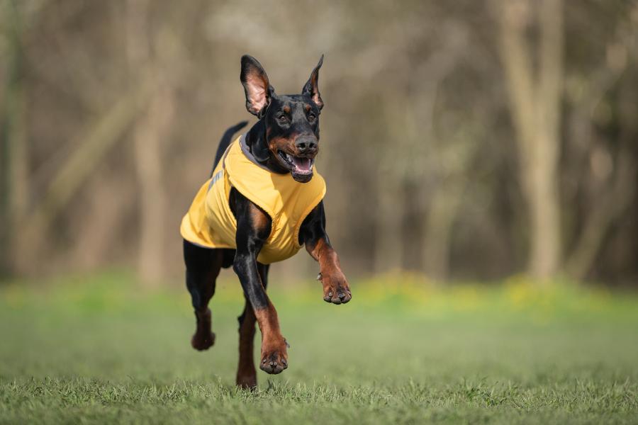 DOBERMAN PINSCHER WINTER DOG COAT / MADE TO ORDER – Pepper Petwear