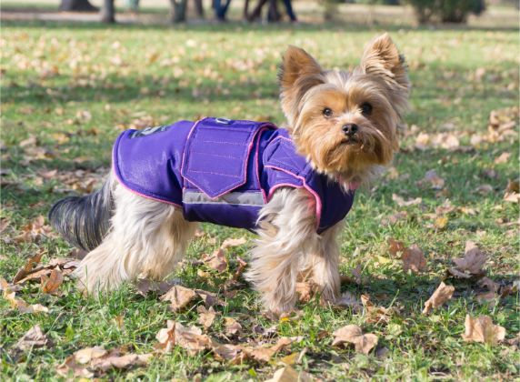 YORKSHIRE TERRIER WINTER DOG COAT / MADE TO ORDER – Pepper Petwear
